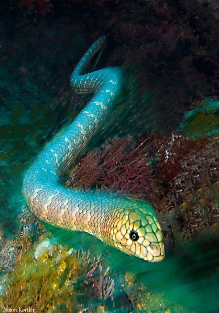 The World's Most Dangerous Reptile Sea Snakes